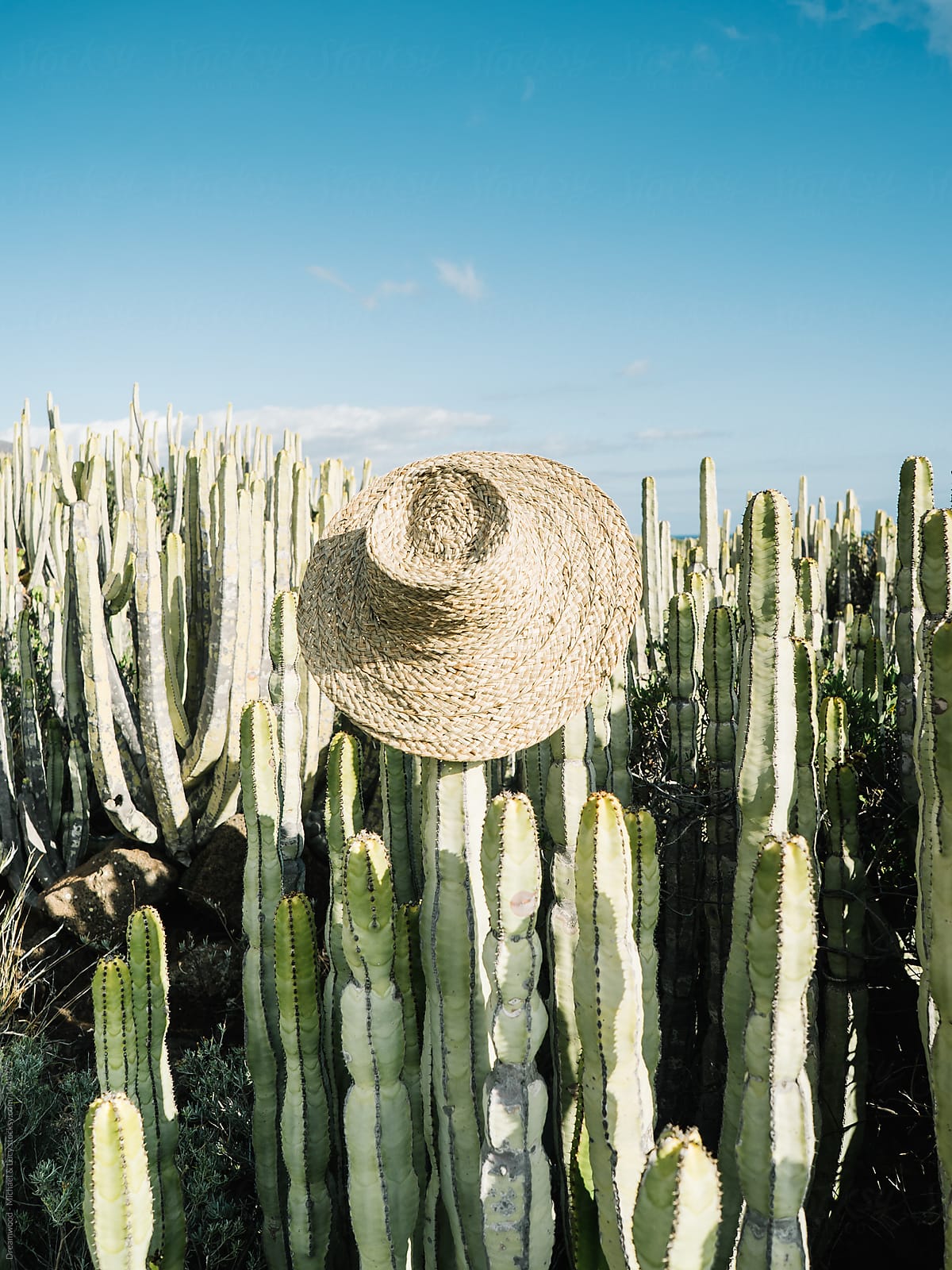 "Straw Hat On Cactus" by Stocksy Contributor "Dreamwood Photography ...