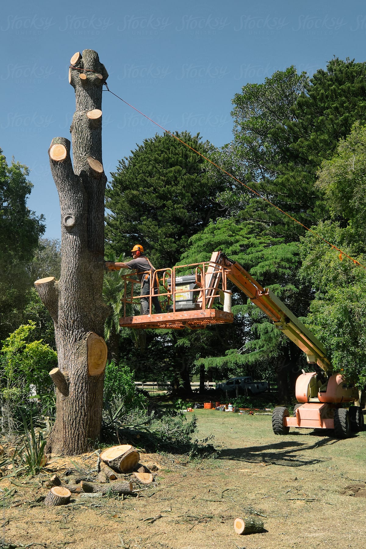 "Arborist Felling A Huge Tree" by Stocksy Contributor "Rowena Naylor ...