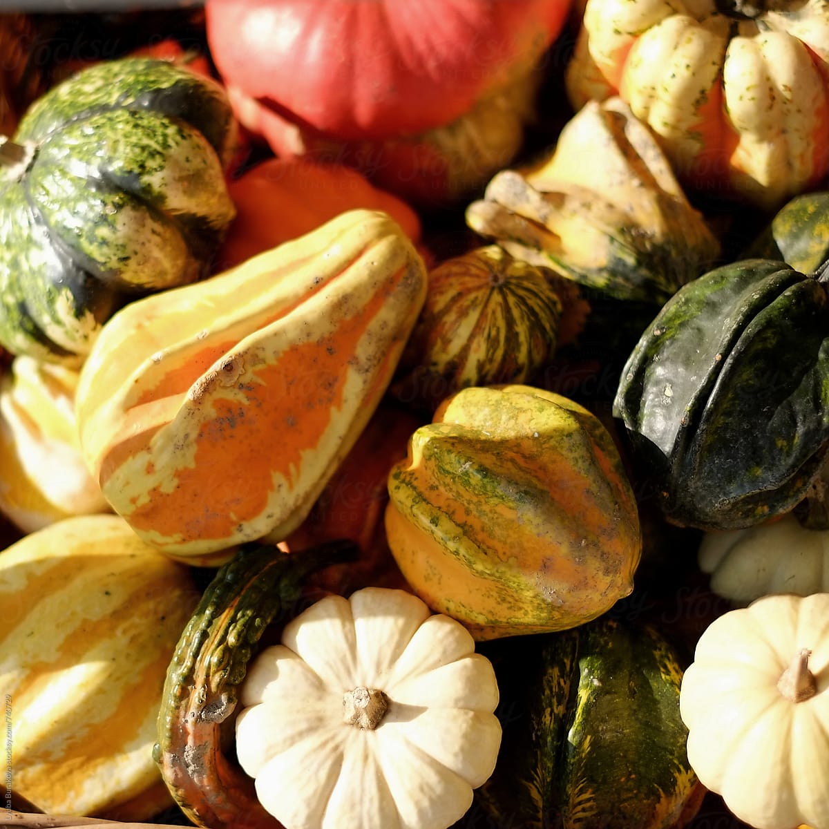 "Colorful Squash In Sunlight" by Stocksy Contributor "Amor Burakova ...