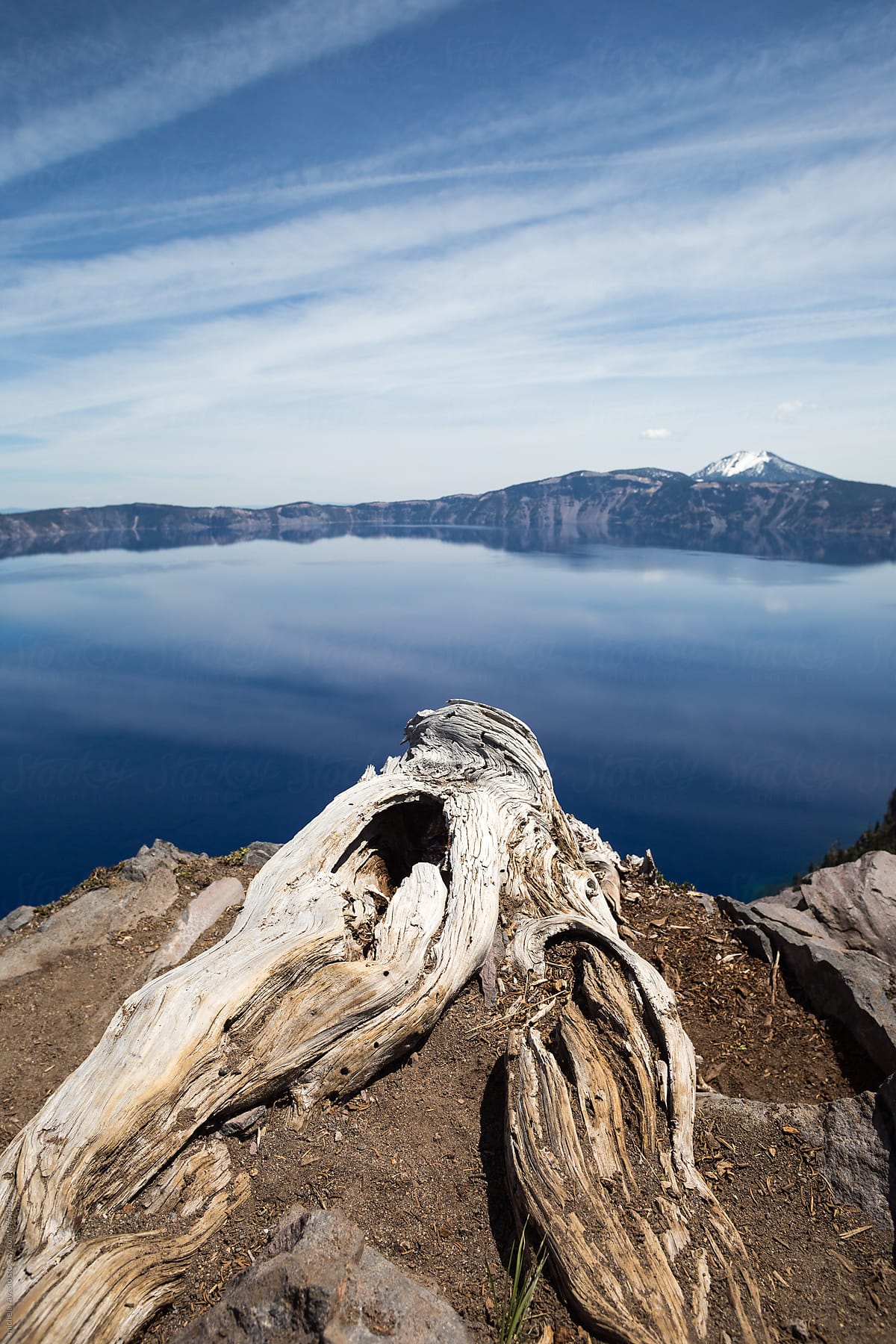 "Old Root Of A Tree On The Lake" by Stocksy Contributor "Michela ...