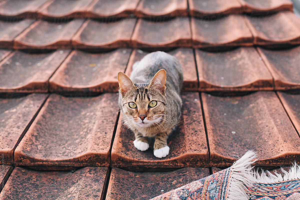 "Cat Lying On A Roof" by Stocksy Contributor "Marija Mandic" - Stocksy
