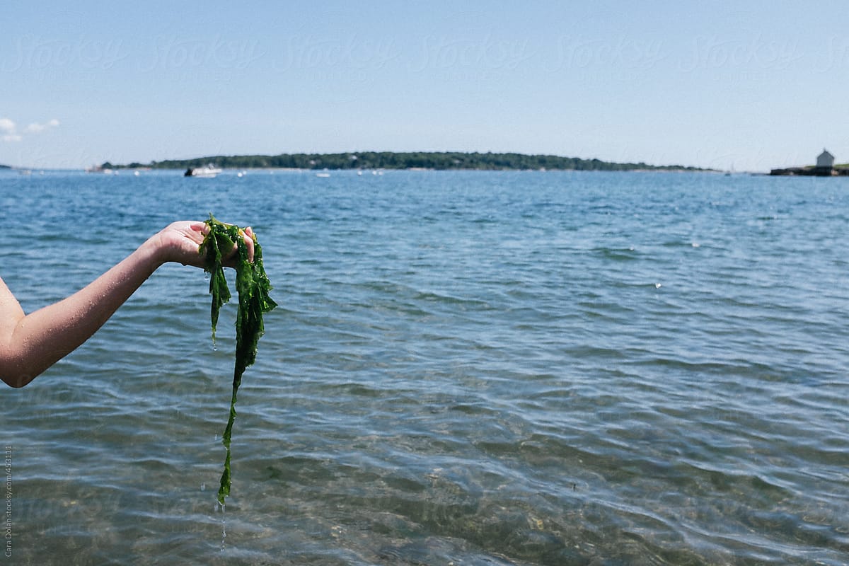 "Woman's Arm Holds Seaweed Over The Ocean" by Stocksy Contributor "Cara ...