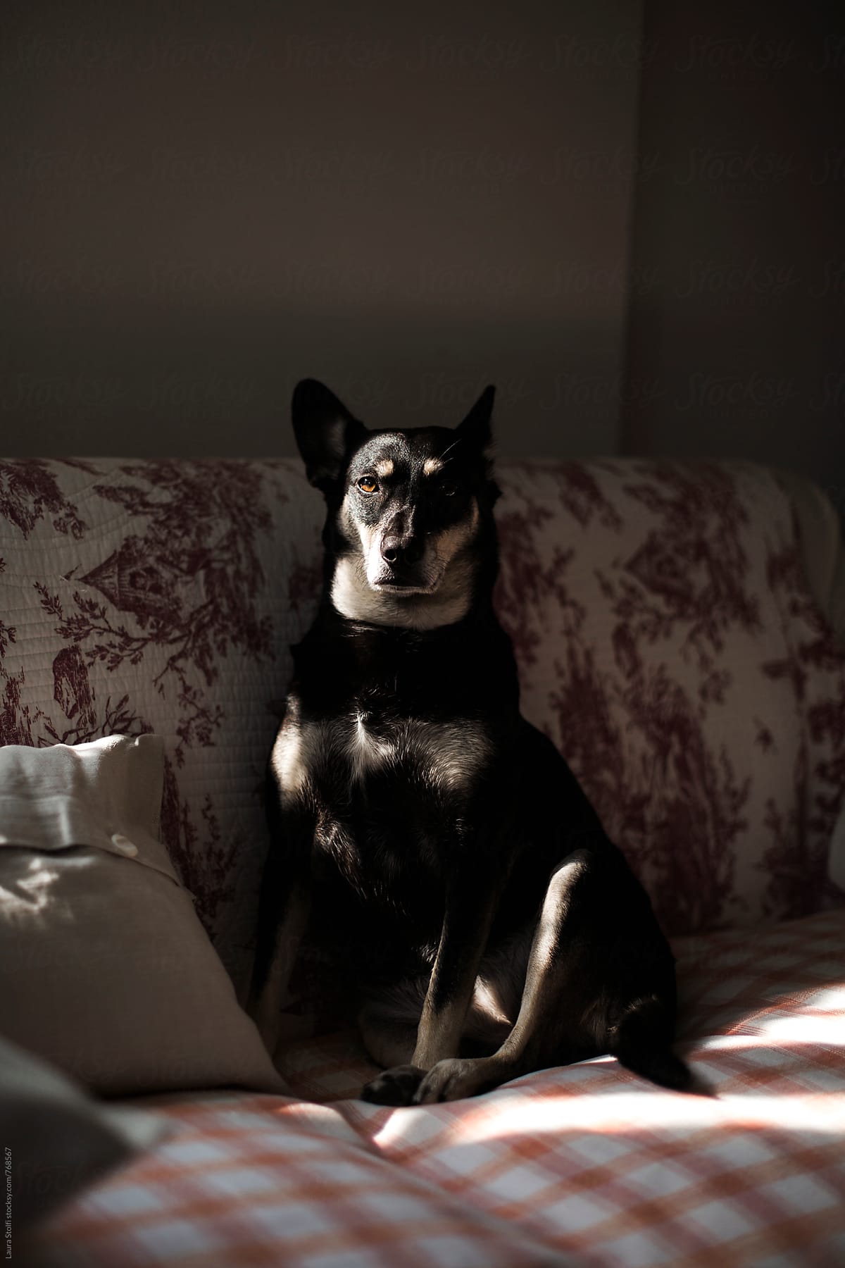 "Little Dog Sits In The Shadow On Sofa With Eye Enlighted By Sunray" by ...