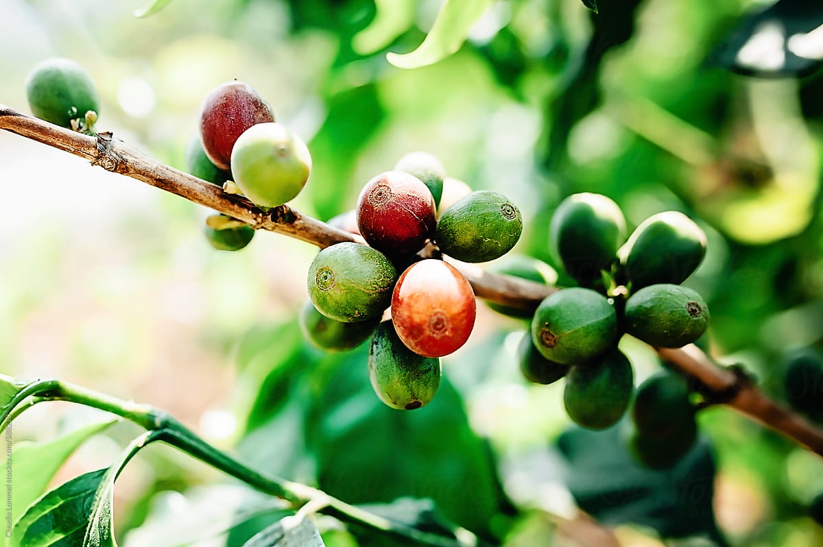 "Robusta Coffee Berries Ripening On The Tree" by Stocksy Contributor ...