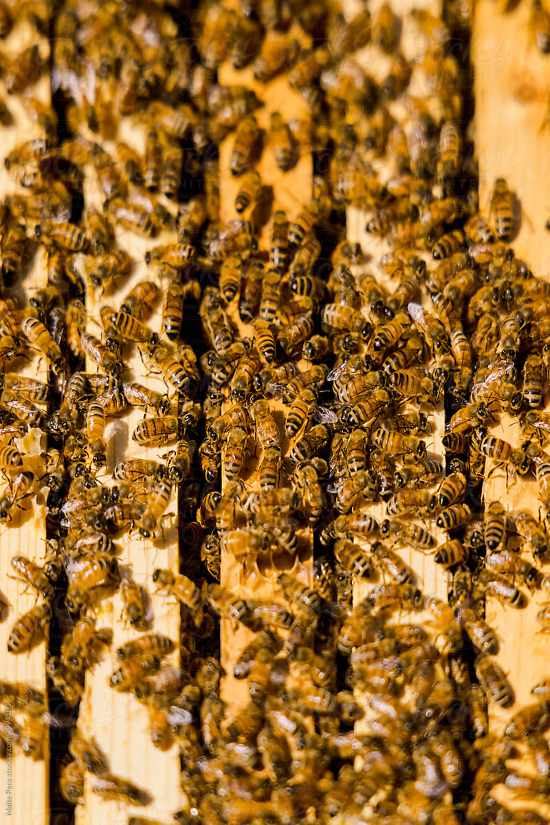 Bee Keeper and Hives - Stock Image - Everypixel