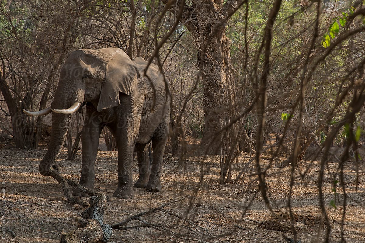 "Elephant With Big Tusks" by Stocksy Contributor "Diane Durongpisitkul ...