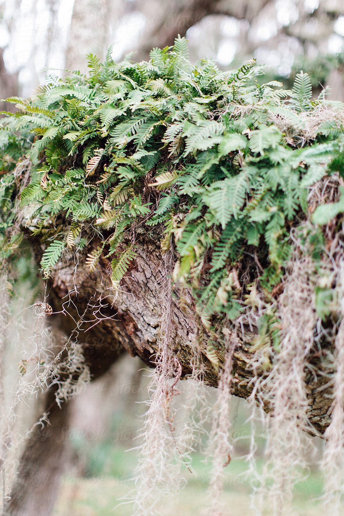 "Fern Growing On Oak Tree" by Stocksy Contributor "Ali Harper" - Stocksy