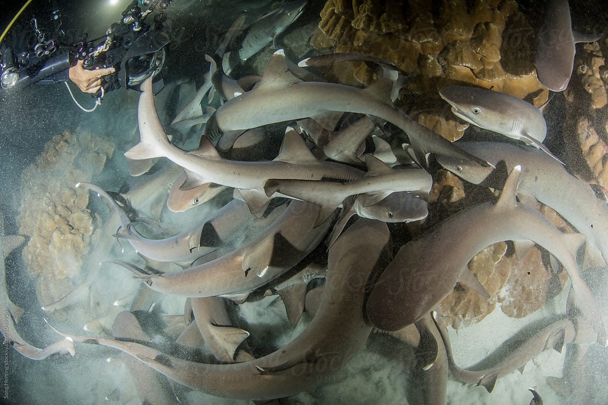 "A Photographer Shooting Whitetip Reef Sharks Hunting At Night" by ...