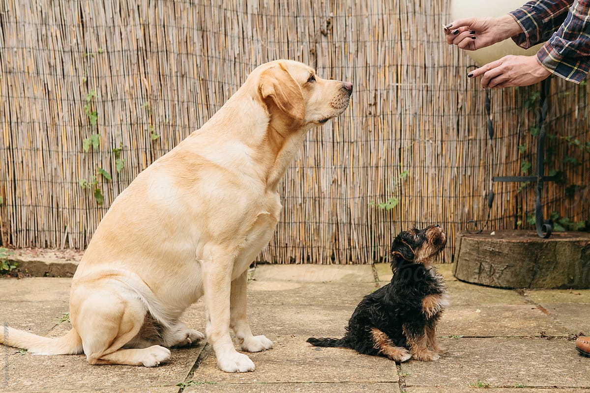 "Adult And Puppy Dogs Being Trained" by Stocksy Contributor "KKGAS ...