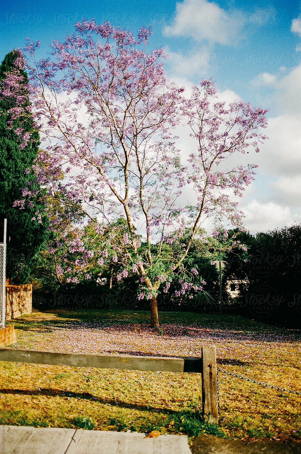 "Jacaranda Tree With Fallen Petals" by Stocksy Contributor "Kara Riley ...