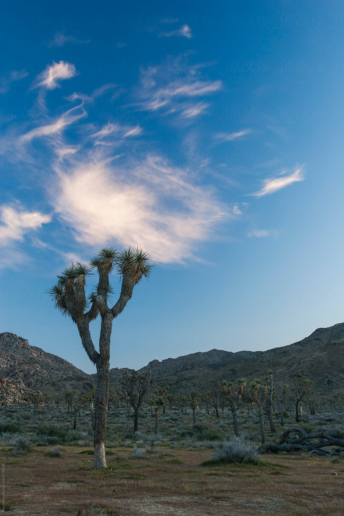 "Joshua Tree National Park At Sunset" by Stocksy Contributor "Adam ...