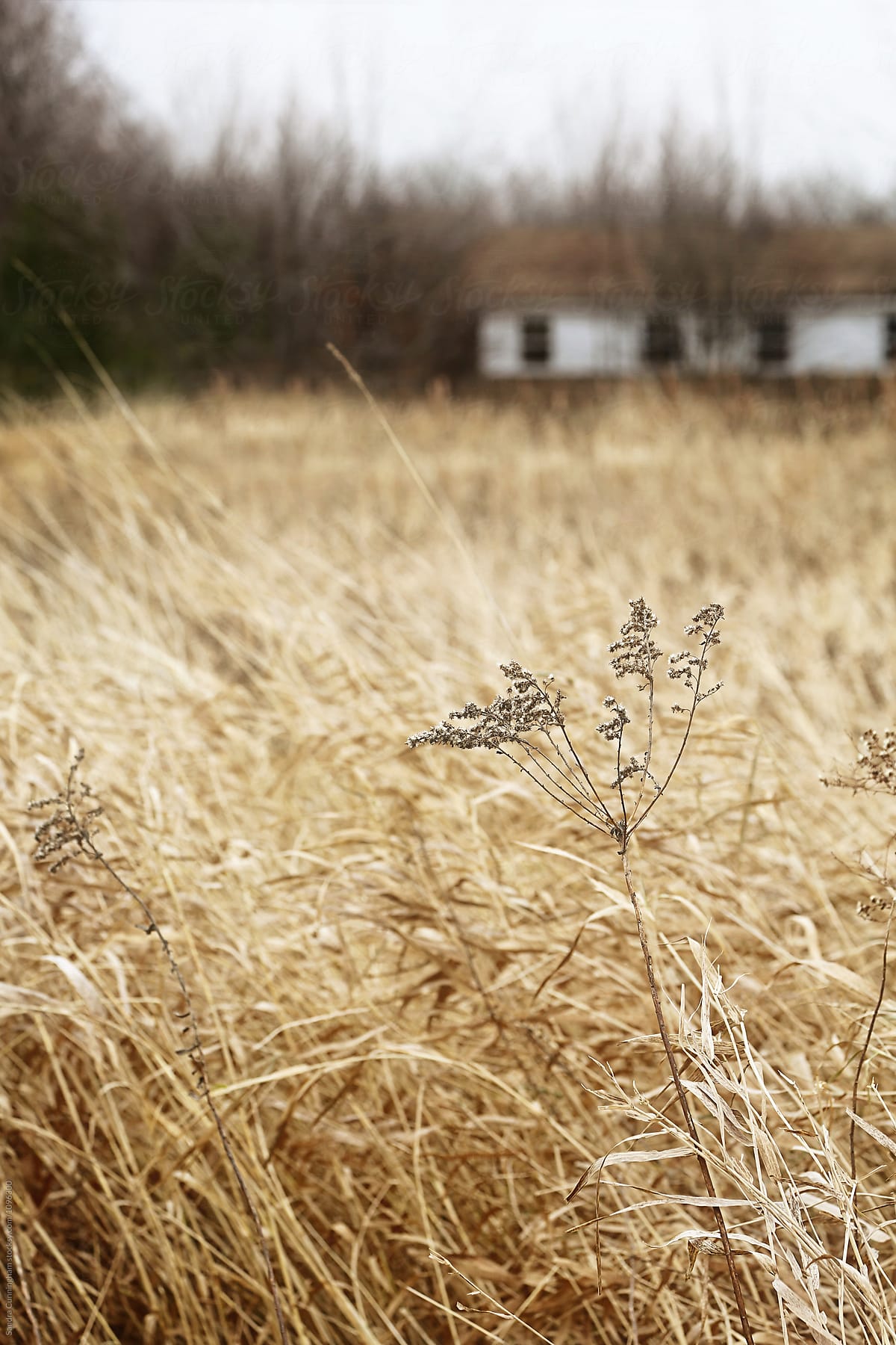 "Autumn Field Grass In Late November" by Stocksy Contributor "Sandra ...