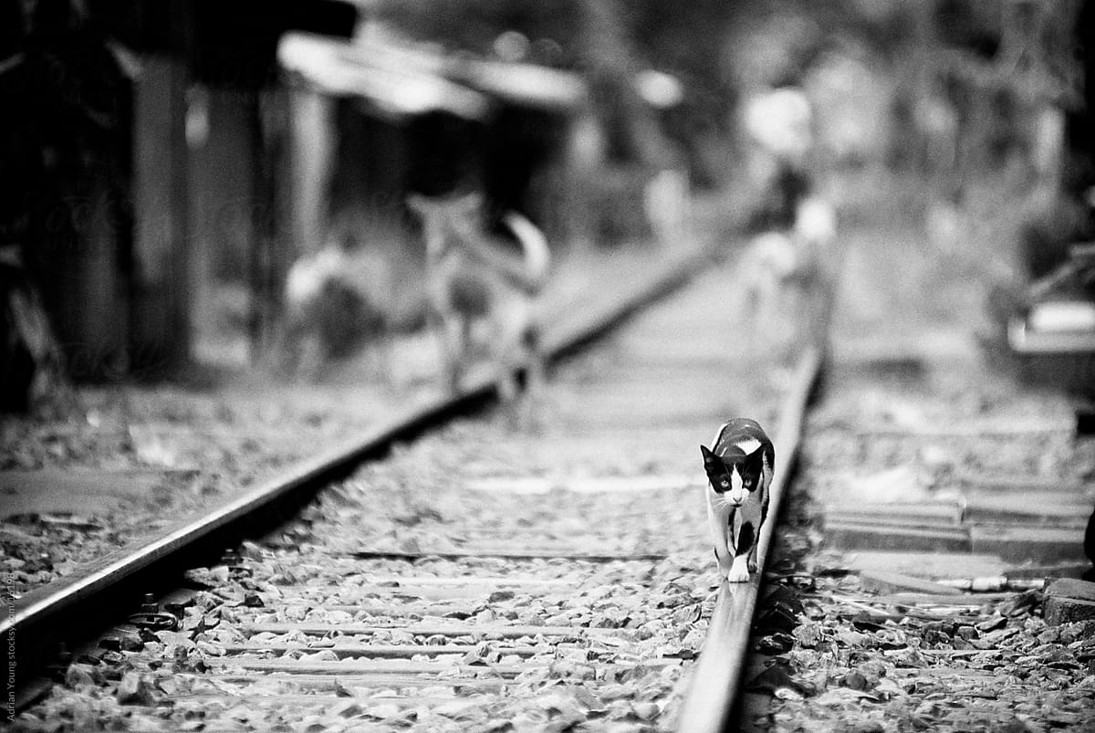 "On The Prowl" by Stocksy Contributor "Adrian P Young" - Stocksy