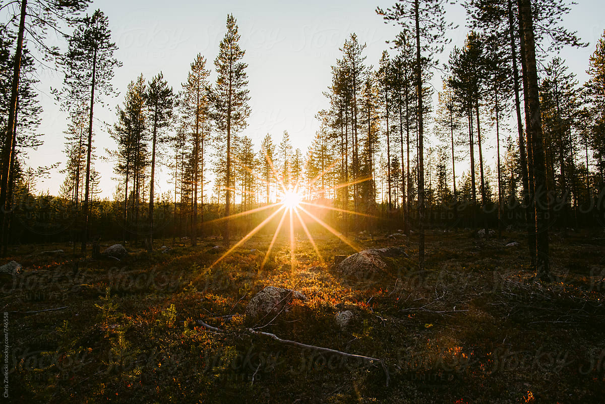 "Sunset Sun Shining Through Tall Trees In Forest" by Stocksy ...