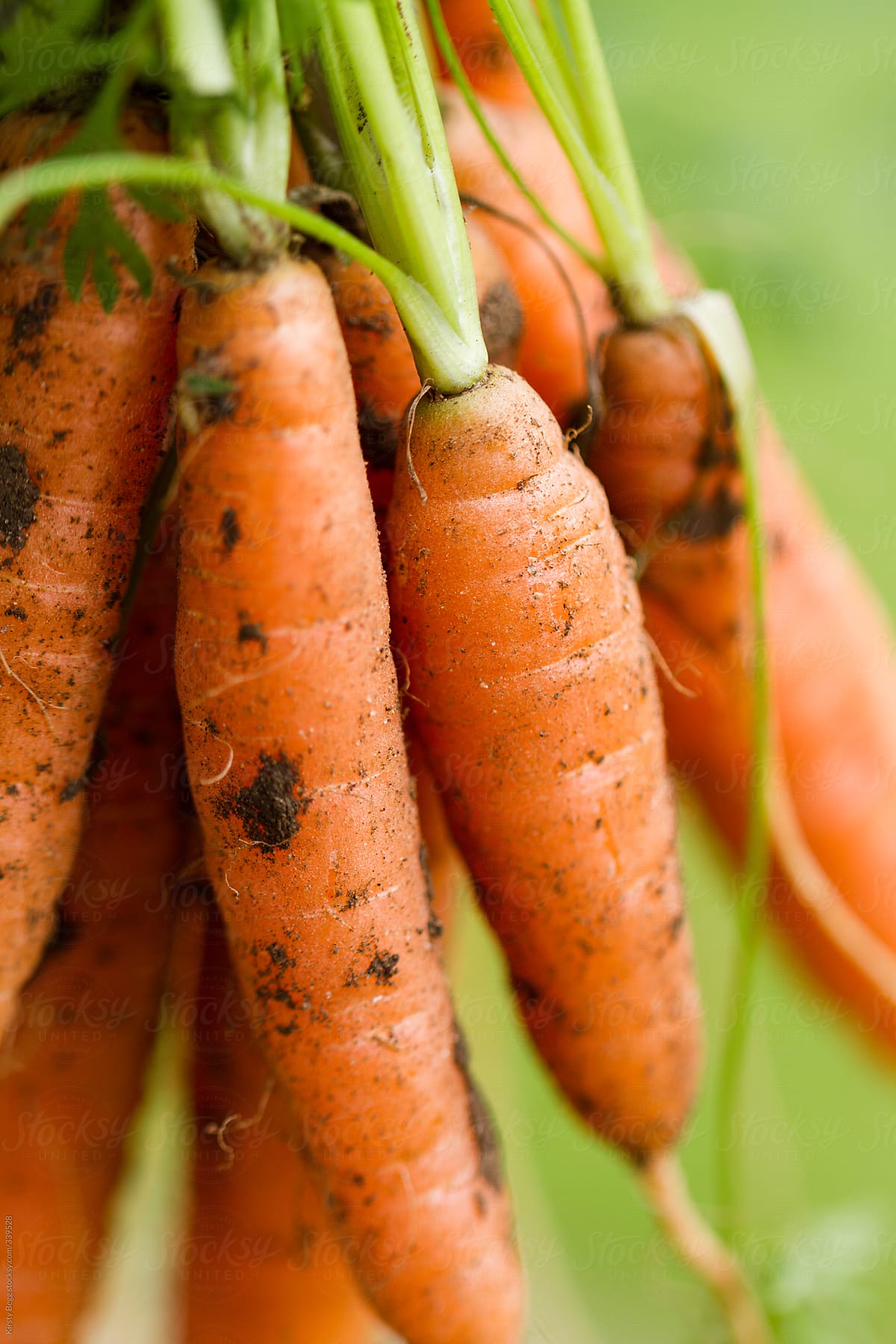 "Bunch Of Freshly Picked Carrots" by Stocksy Contributor "Kirsty Begg ...