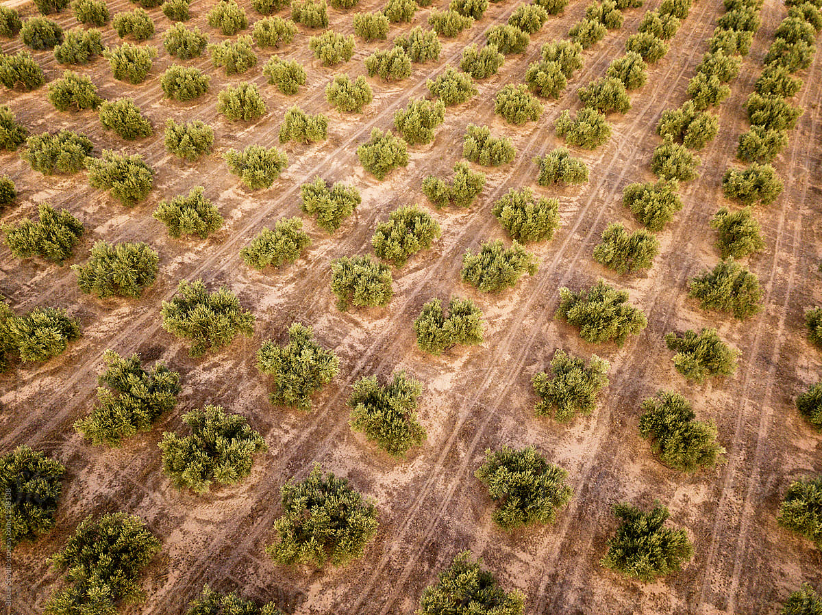 "Aerial View Of Olive Trees, Andalusia" by Stocksy Contributor "Bisual ...