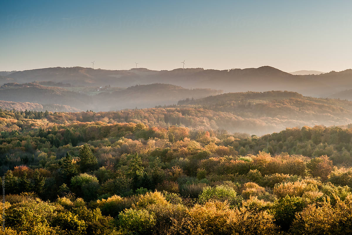 "Forest Trees Viewed From Above During Fall" by Stocksy Contributor ...