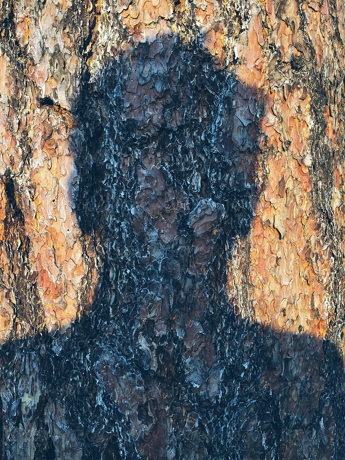 "Shadow Of Man's Head On Old Growth Ponderosa Pine Tree" by Stocksy ...
