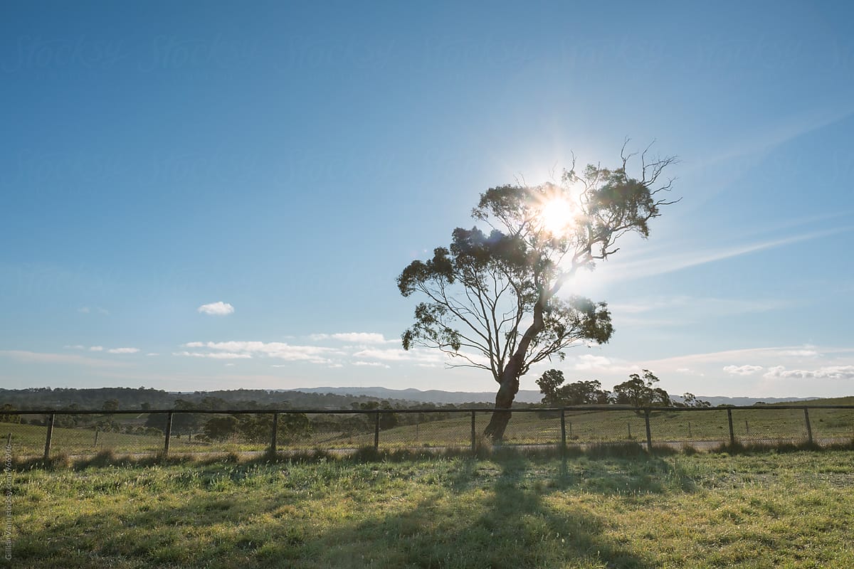 "Afternoon Sun On An Old Gum Tree On A Farm In Country Australia" by ...