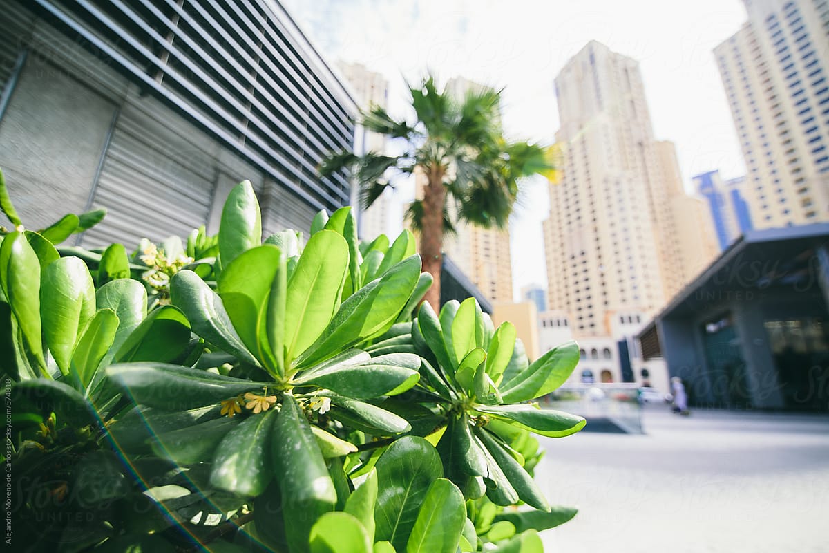 "Plants And City. Dubai Marina, UAE" by Stocksy Contributor "Alejandro ...