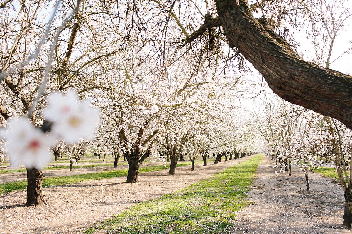 "Almond Tree Orchard In Bloom" by Stocksy Contributor "Simone Anne ...