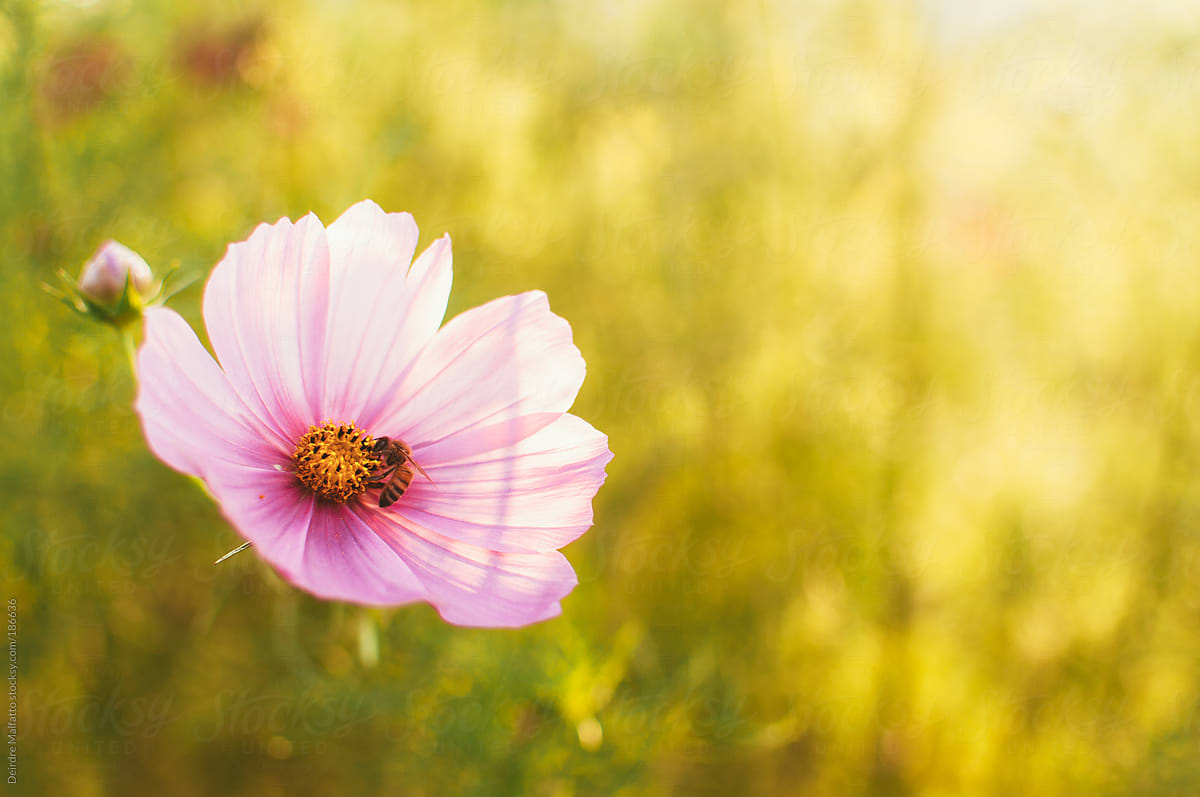 "Pink Cosmo Flower With A Bee" by Stocksy Contributor "Deirdre Malfatto ...