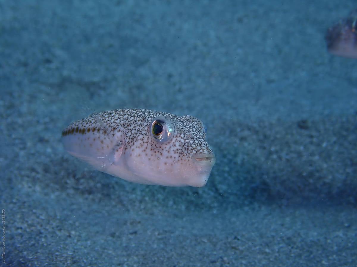 Fugu Fish Underwater