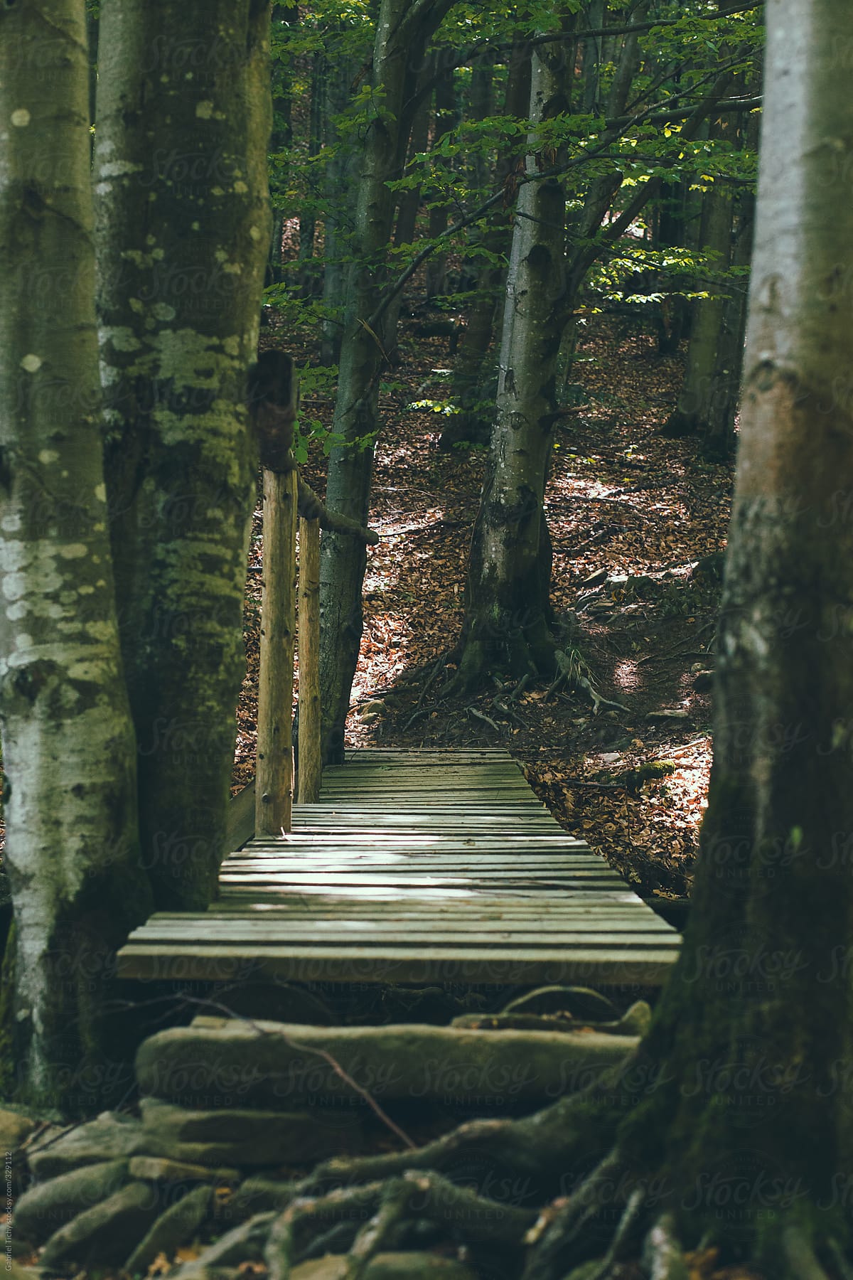 "Tiny Wooden Bridge In Forest" by Stocksy Contributor "Gabriel Tichy ...