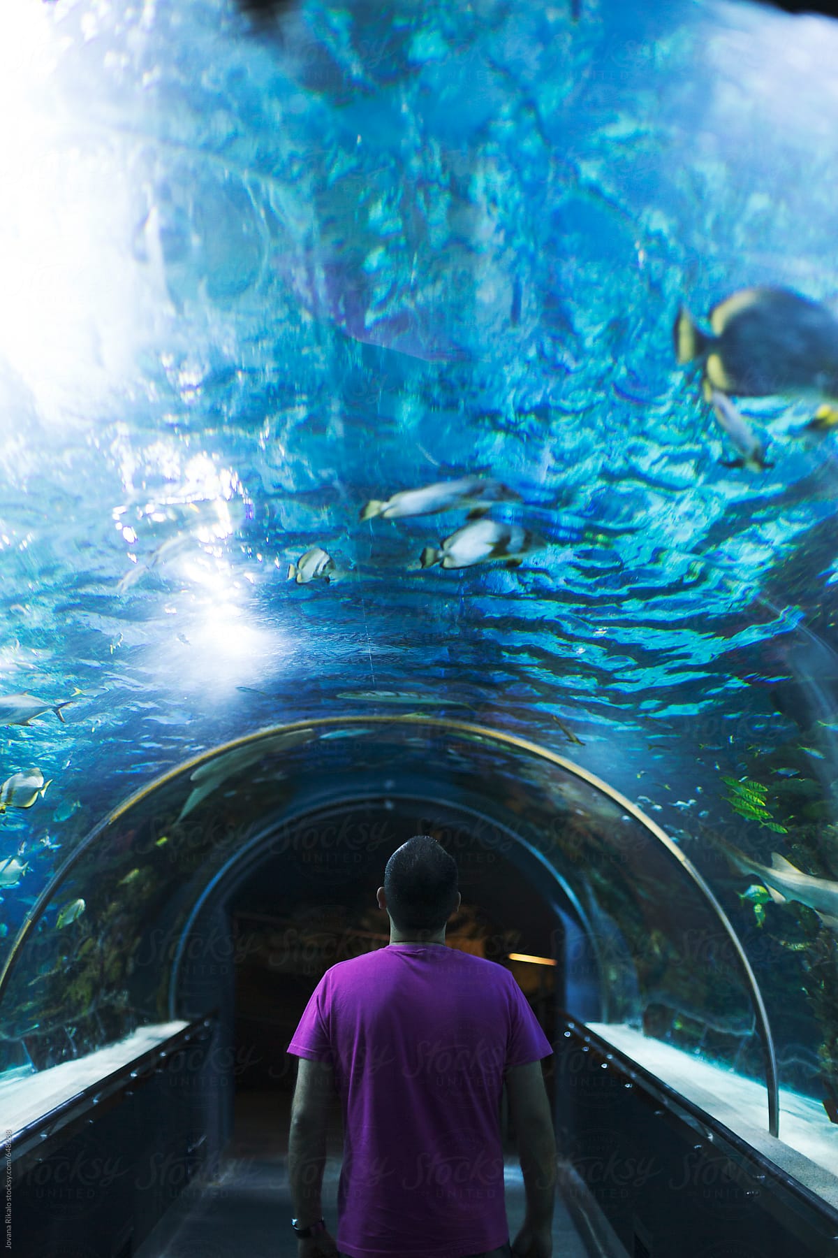 "Back View Of A Man Looking At Aquarium Tank" by Stocksy Contributor ...