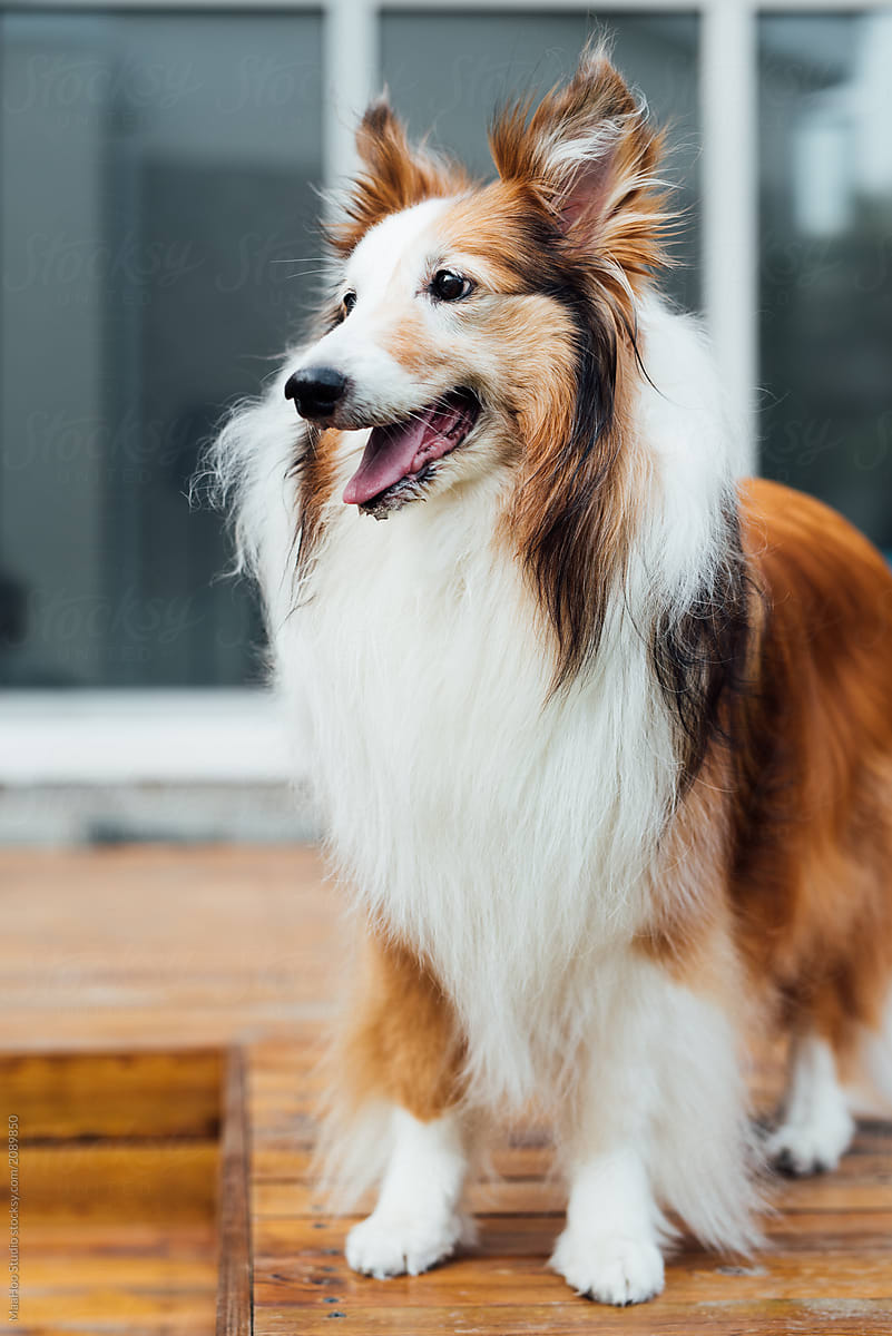 "Portrait Of Collie Dog" by Stocksy Contributor "MaaHoo" - Stocksy