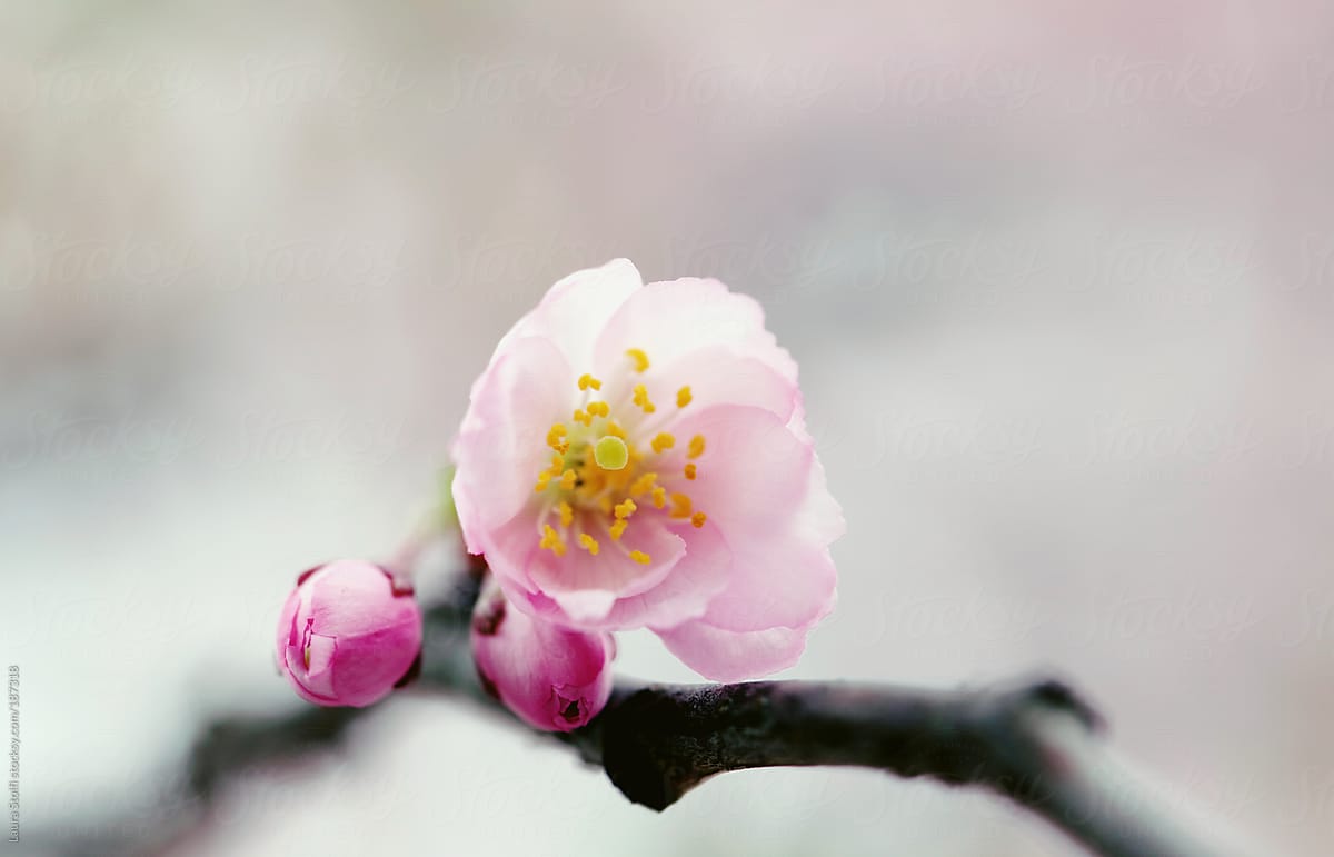"Close-up Of Cherry Tree Bud Flowering" by Stocksy Contributor "Laura ...
