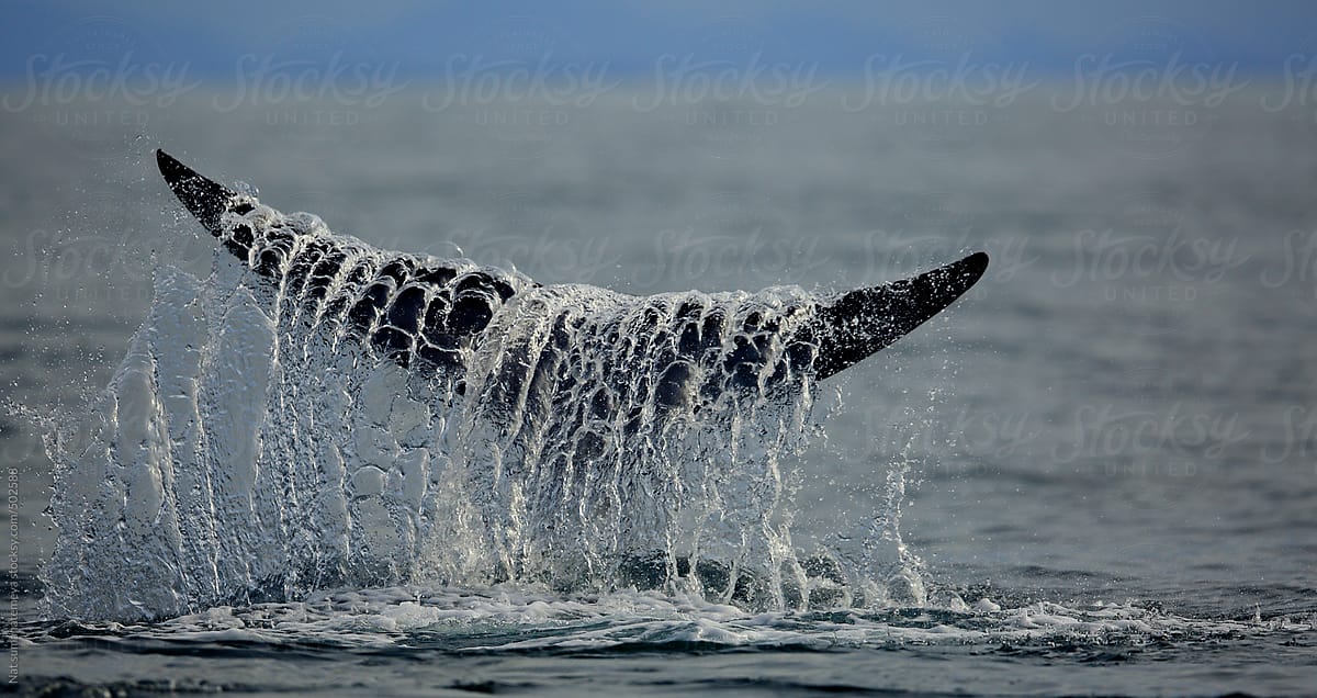 "Whale Fluke" by Stocksy Contributor "Nat sumanatemeya" - Stocksy