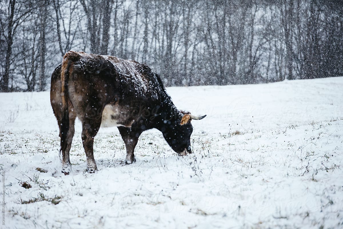 "Big Alone Cow On A Snowy Forest." by Stocksy Contributor "BONNINSTUDIO ...