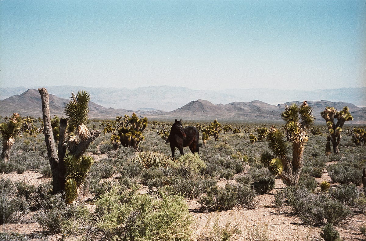 "Wild Desert Horse" by Stocksy Contributor "Kevin Russ" - Stocksy