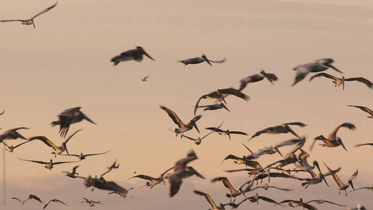 "Flock Of Pelican Birds Florida Wildlife" by Stocksy Contributor ...