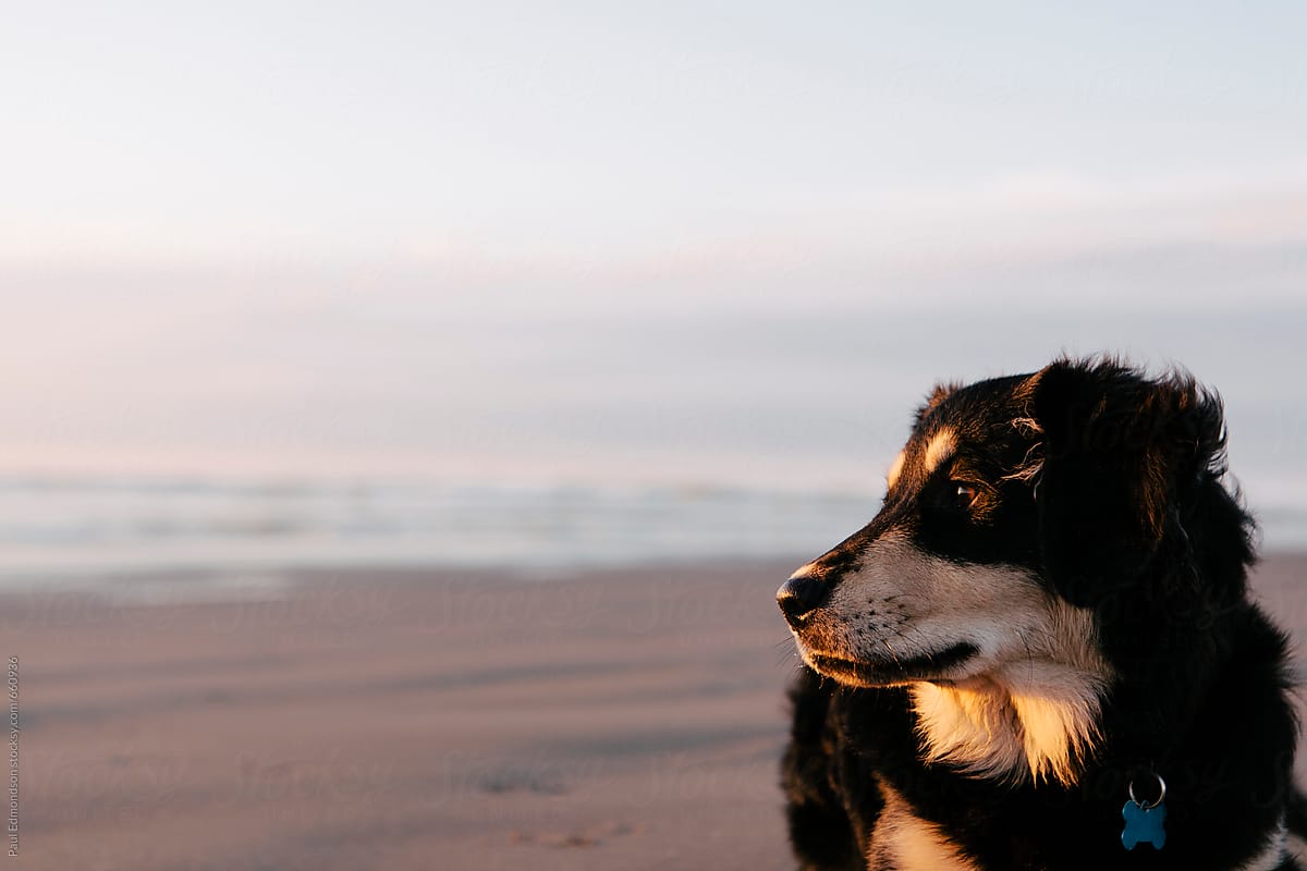"Dog On Beach At Dusk" by Stocksy Contributor "Rialto Images" - Stocksy