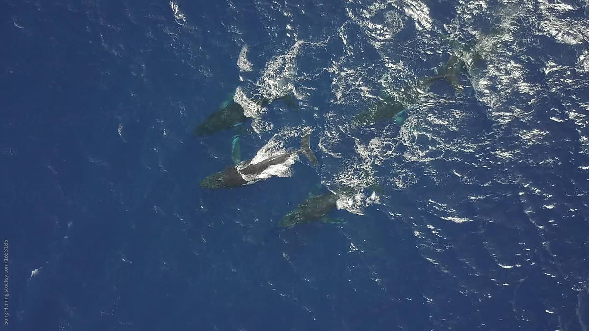 "Aerial View Of Humpback Whales" by Stocksy Contributor "Song Heming ...