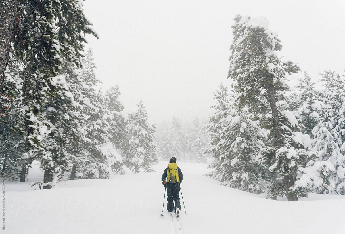 "Skier Ski Touring Through The Snowy Trees" by Stocksy Contributor ...