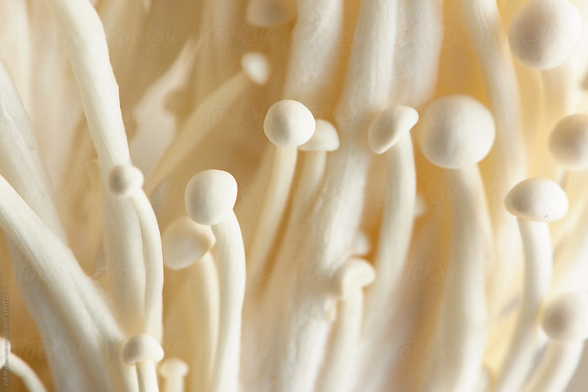 "Enoki Mushrooms In Closeup" by Stocksy Contributor "Jeff Wasserman ...