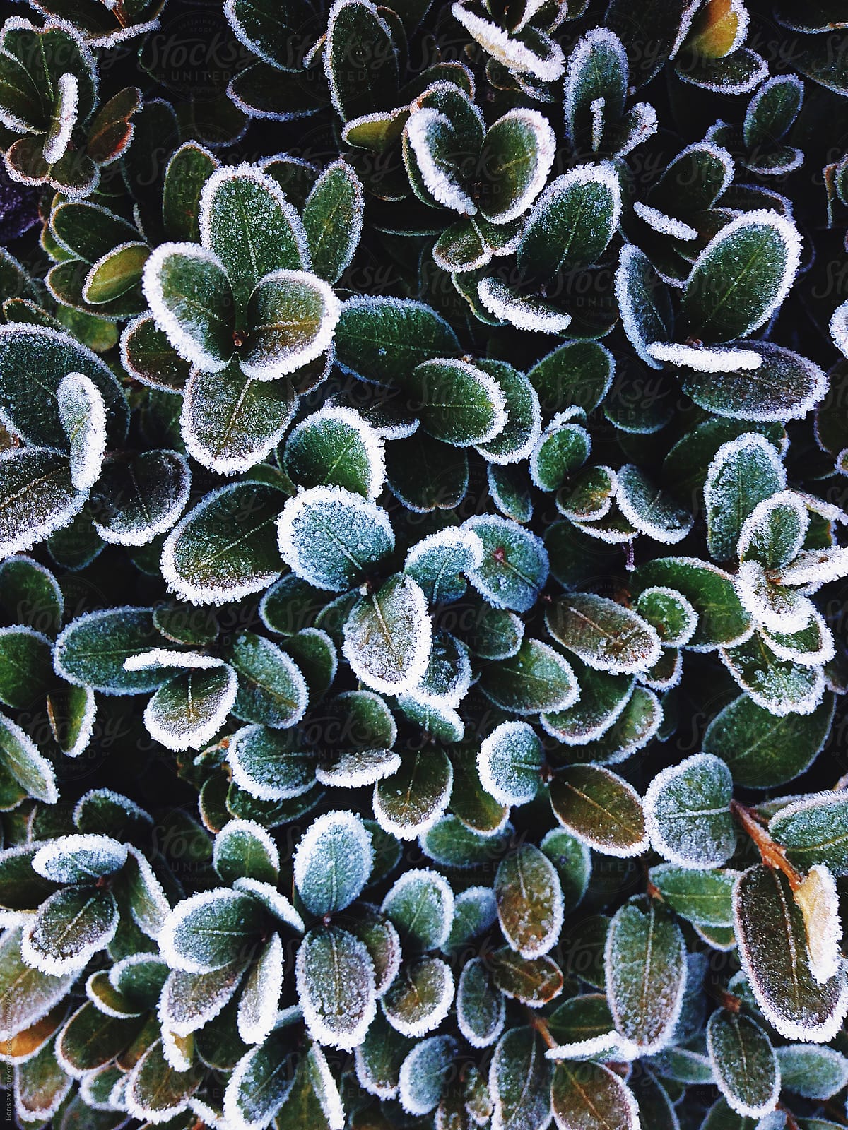 "Frosted Boxwood Leaves" by Stocksy Contributor "Borislav Zhuykov ...