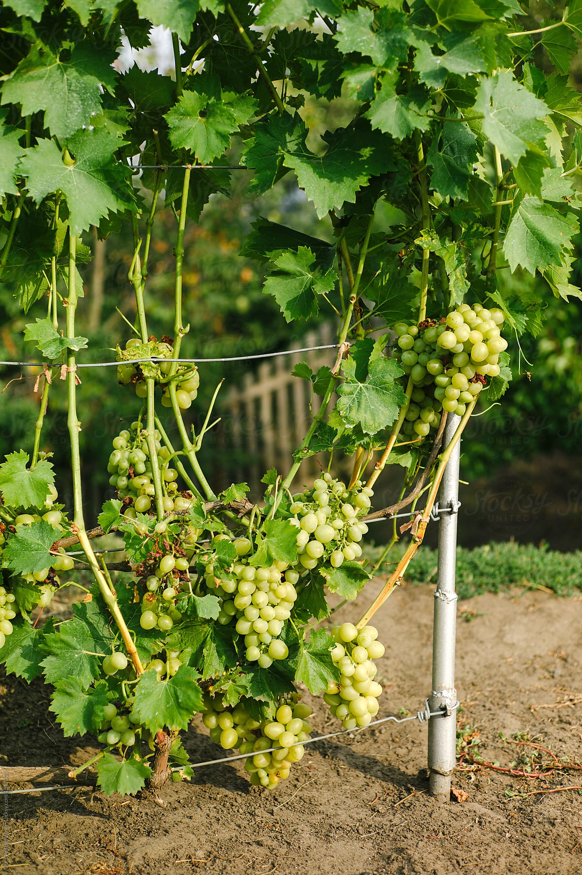 "Grapes Growing In Garden" by Stocksy Contributor "Duet Postscriptum ...
