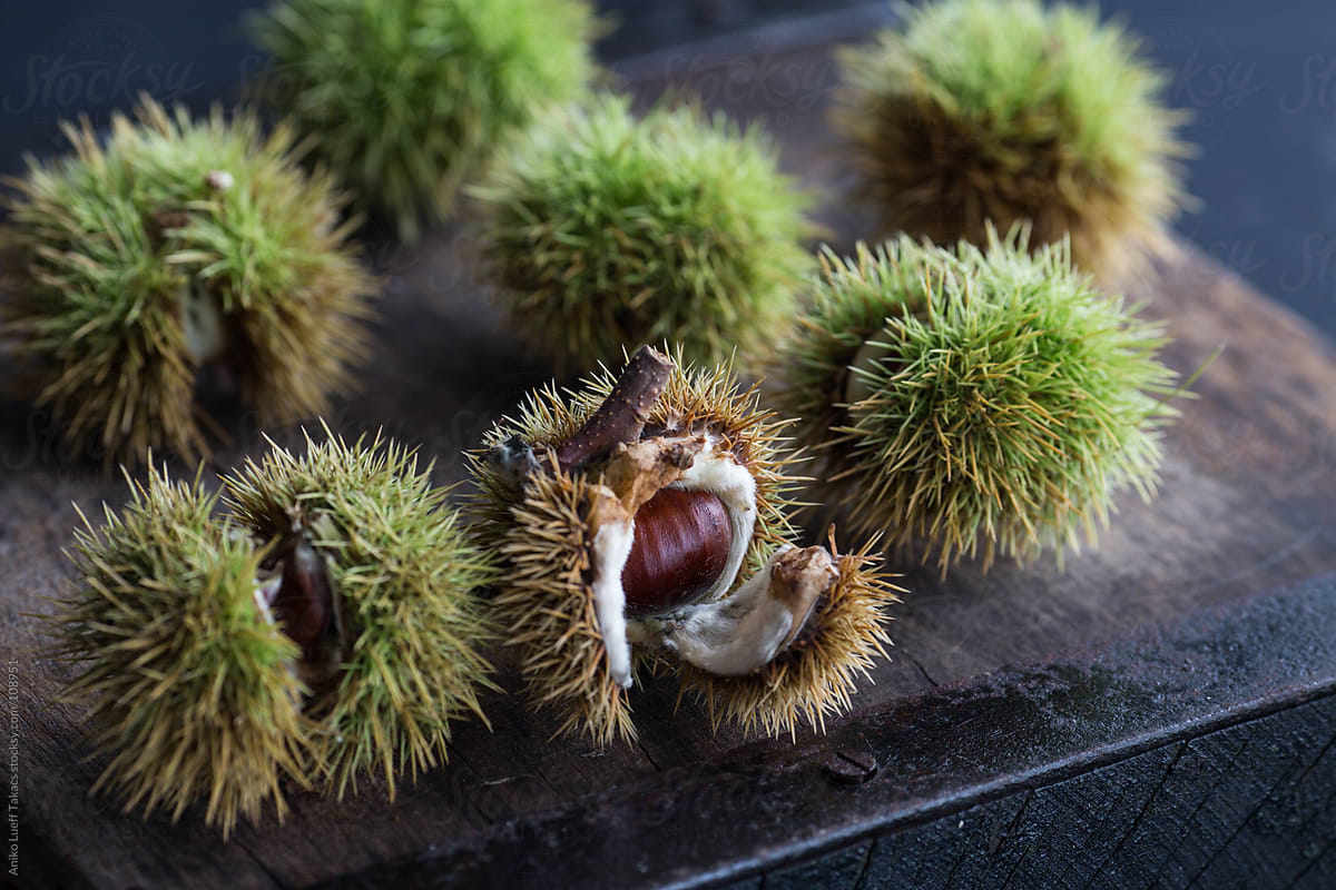 "Fresh Chestnut In Green Shell" by Stocksy Contributor "Aniko Lueff ...