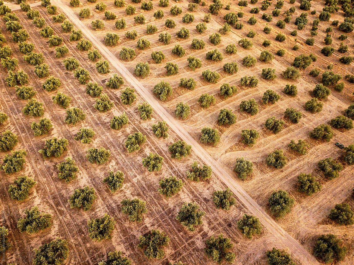 "Aerial View Of Olive Trees, Andalusia" by Stocksy Contributor "Bisual ...