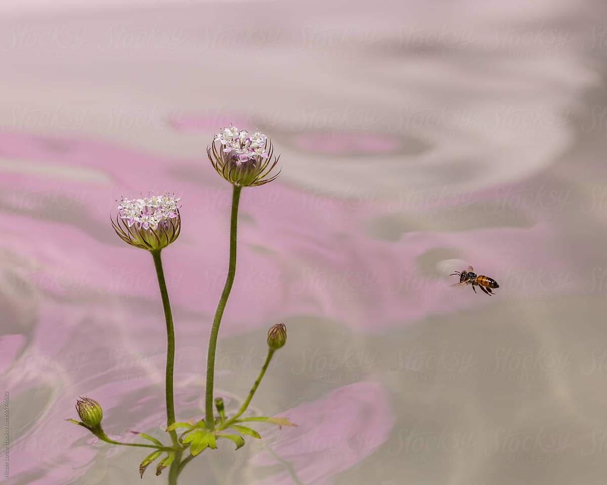 "Bee Flying To Pincushion Flowers Over Water." by Stocksy Contributor ...