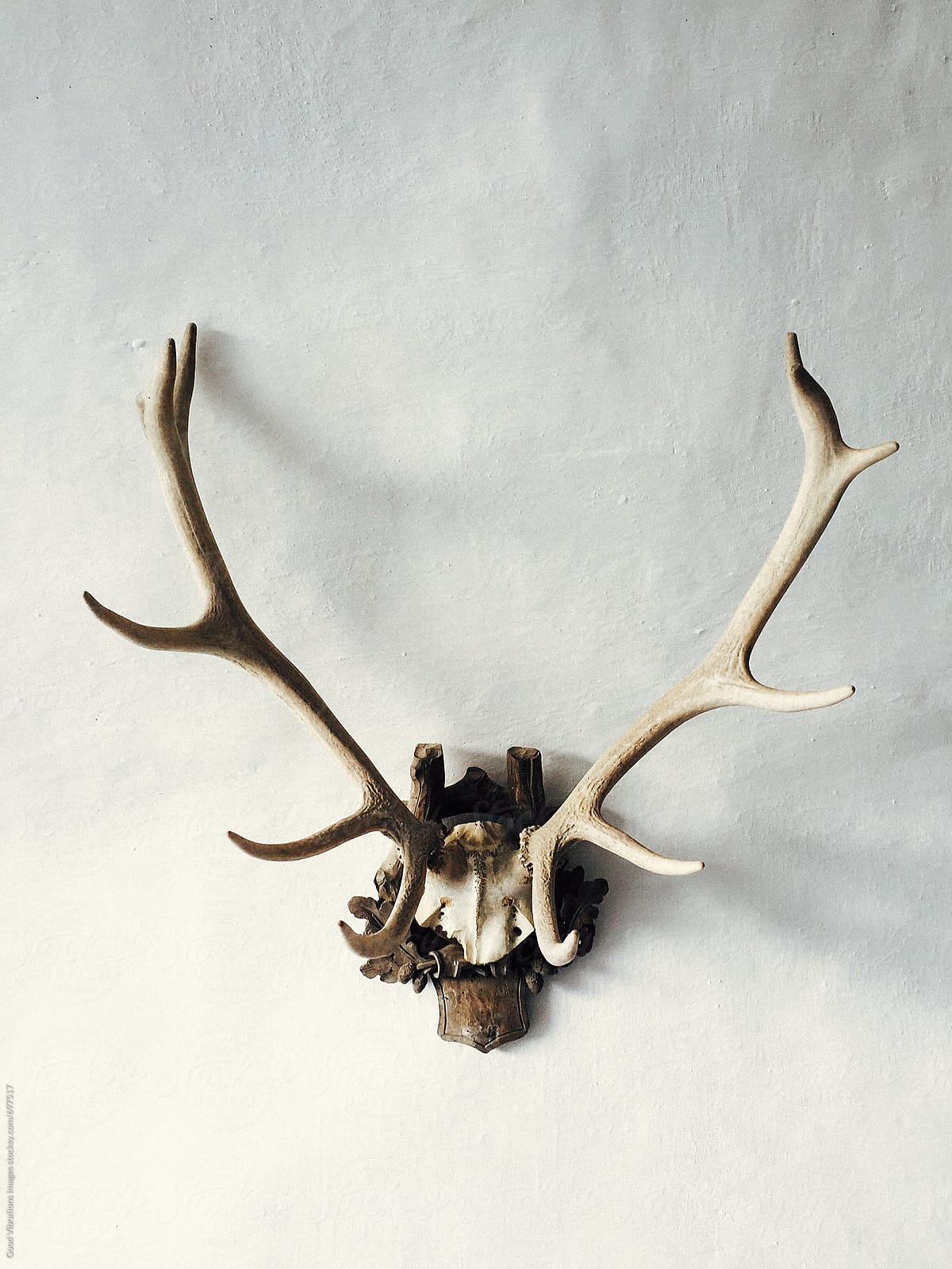 "Hunting Trophy" by Stocksy Contributor "Vero." - Stocksy