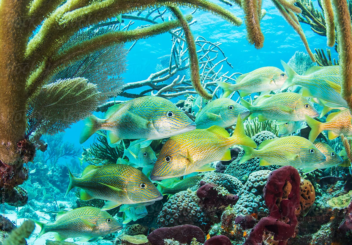 "Reef School" by Stocksy Contributor "Shane Gross" - Stocksy