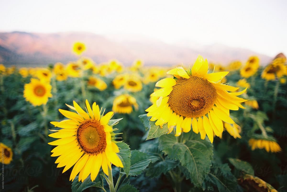 "Sunflowers Field With Joy And Happiness" by Stocksy Contributor "Wendy ...