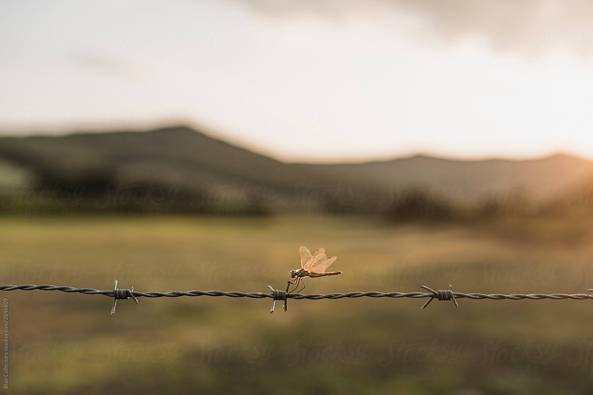 "Dragonfly On Barbed Wire" by Stocksy Contributor "Jordi Rulló" - Stocksy