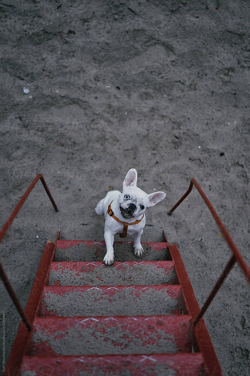 "One Eyed French Bulldog Is Watching You" by Stocksy Contributor "Yurii ...