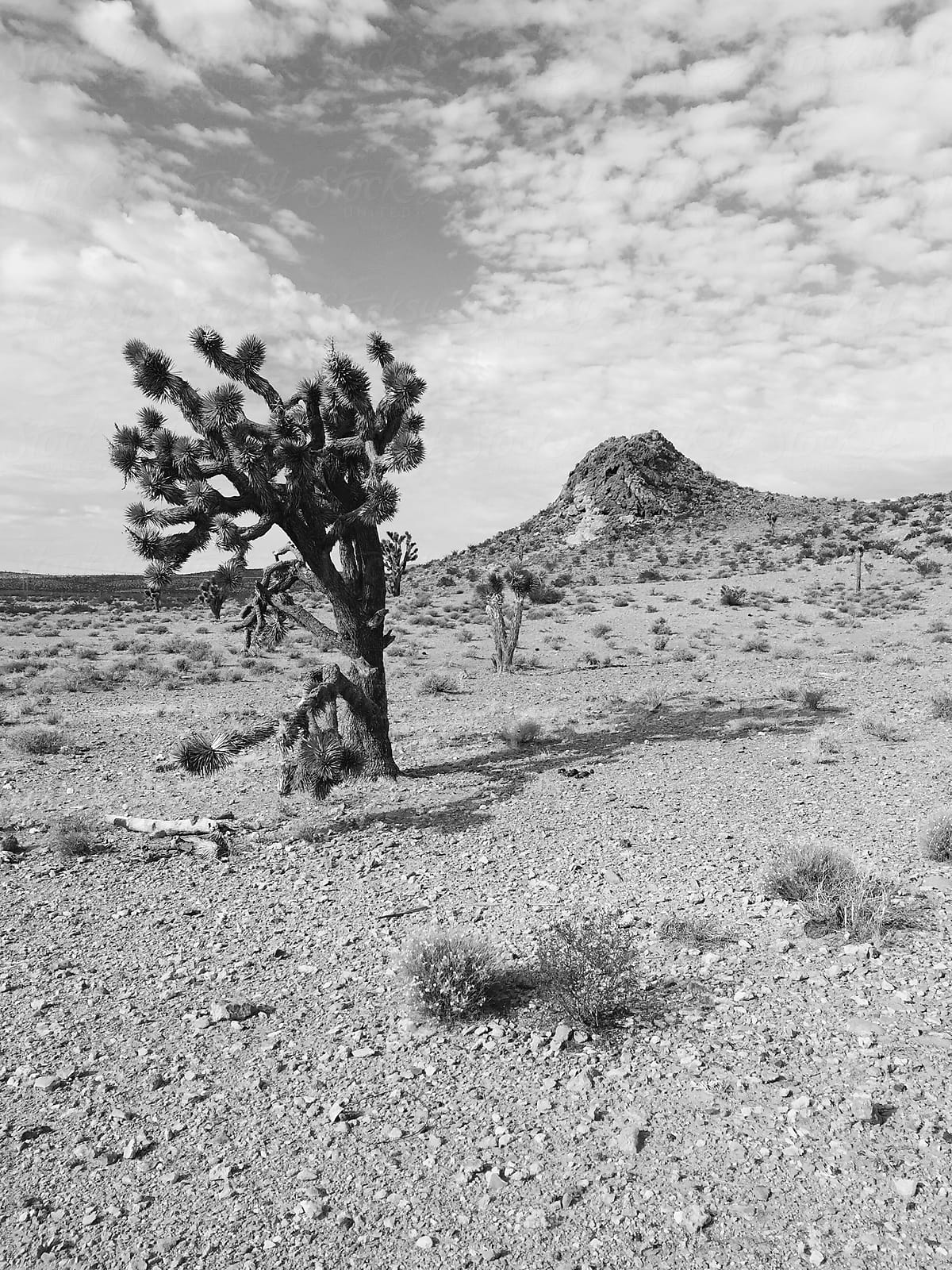 "Lone Tree In The Desert" by Stocksy Contributor "Kevin Russ" - Stocksy